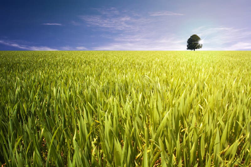Tree on field stock image. Image of grain, floral, farm - 14454619