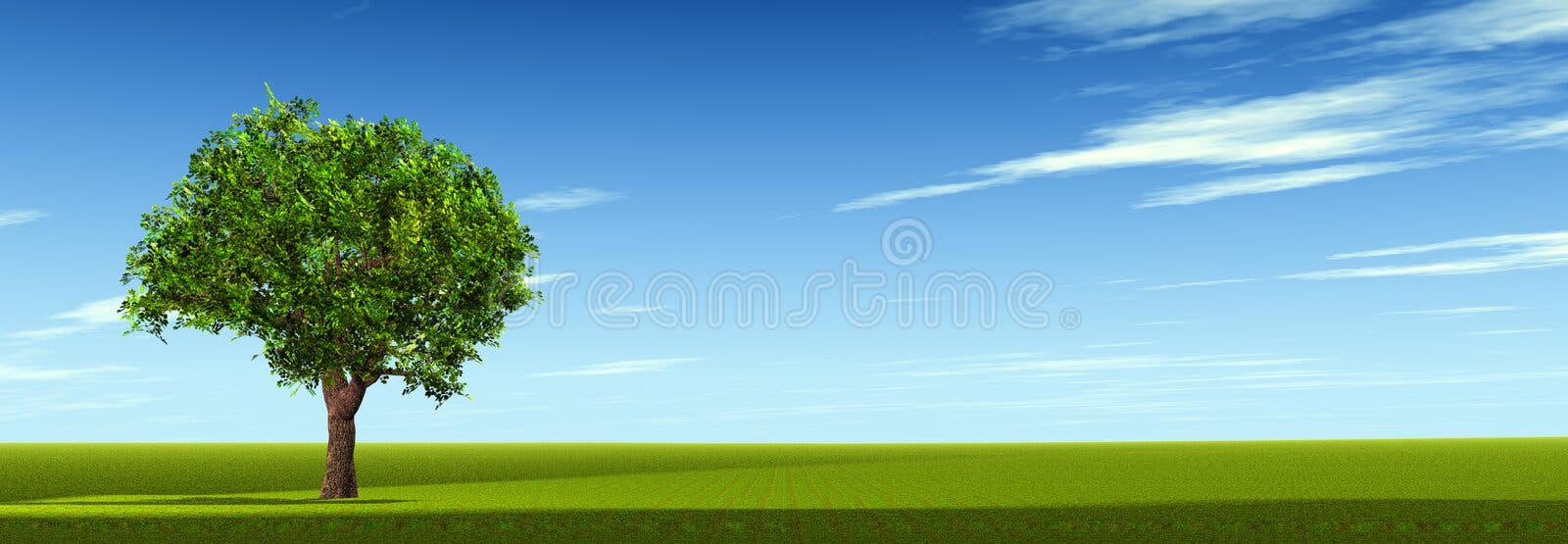 Single tree landscape stock image. Image of bright, focus - 20062269
