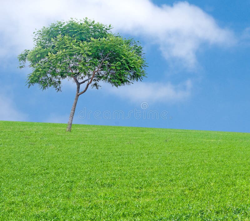 Tree in field stock image. Image of foliage, leaf, outdoor - 16521493