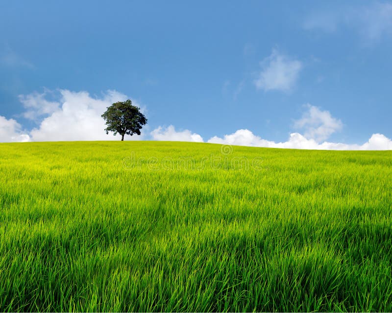 Tree on field stock image. Image of outdoor, nature, horizon - 21052135