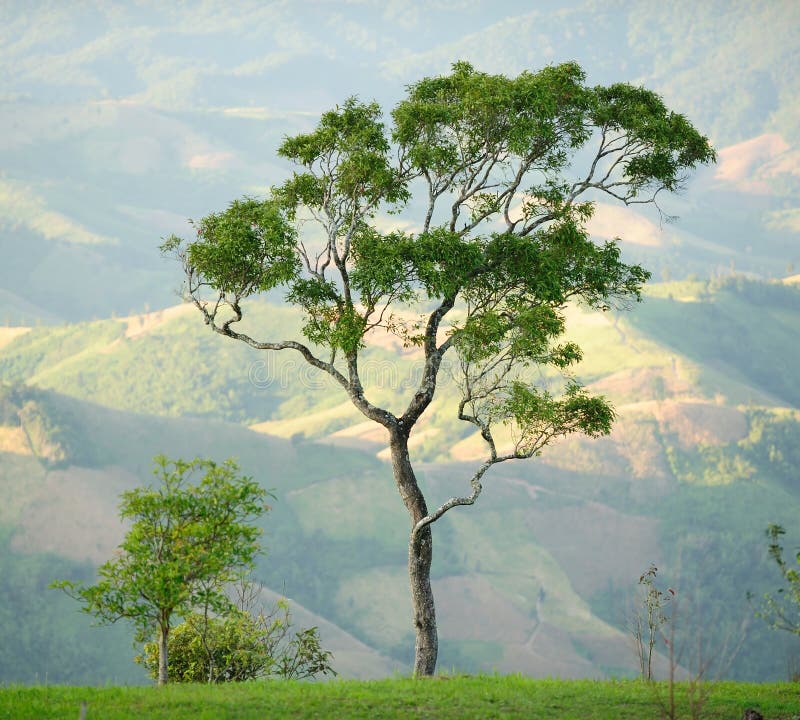 Tree on field stock image. Image of lawn, fresh, environmental - 22132227
