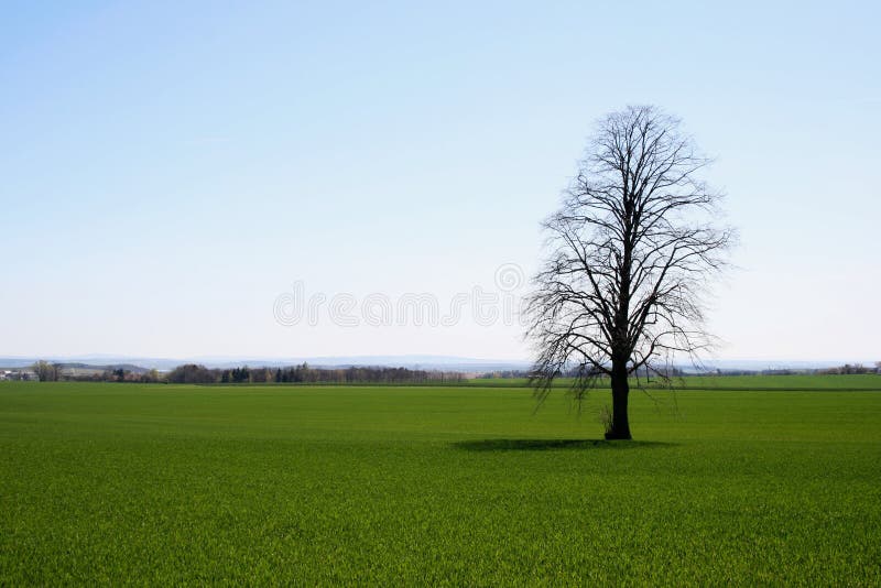 Tree on field stock photo. Image of meadow, spring, nature - 2282018
