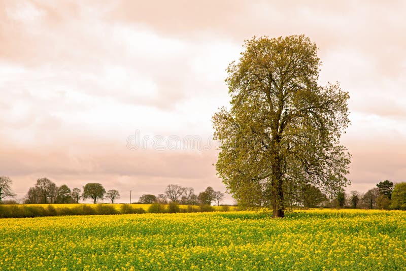 Big and Small Trees in the Field with Blue Sky Stock Photo - Image of ...