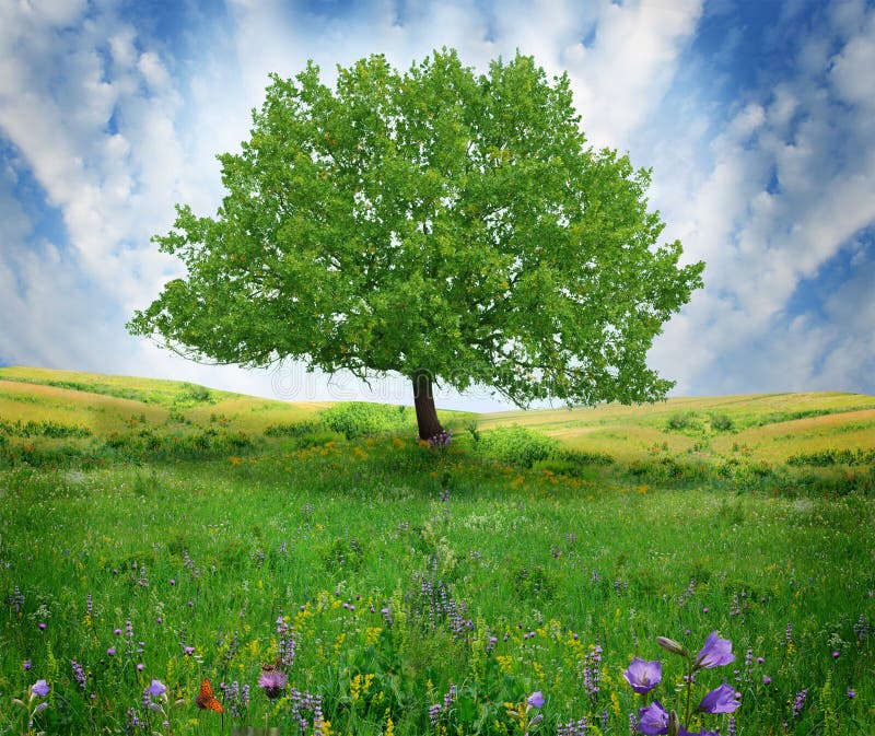 Tree on the field stock photo. Image of flowers, bright - 26399124