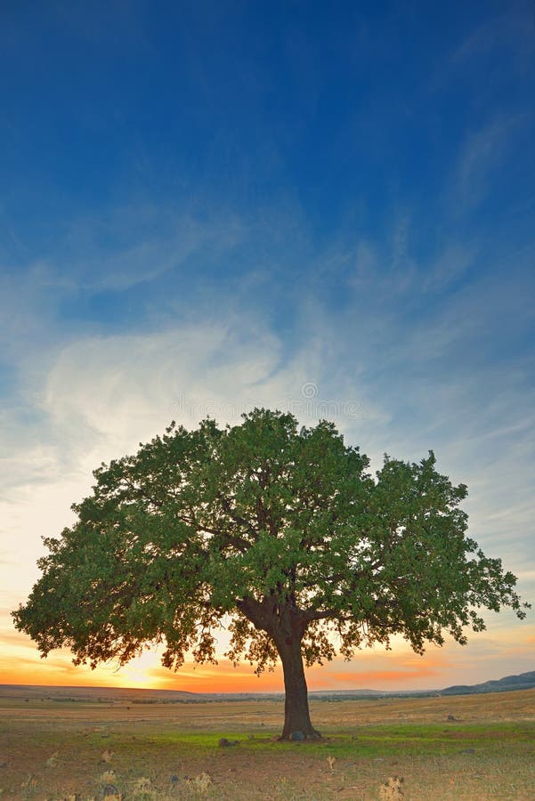 Tree on field stock image. Image of field, agriculture - 26605617