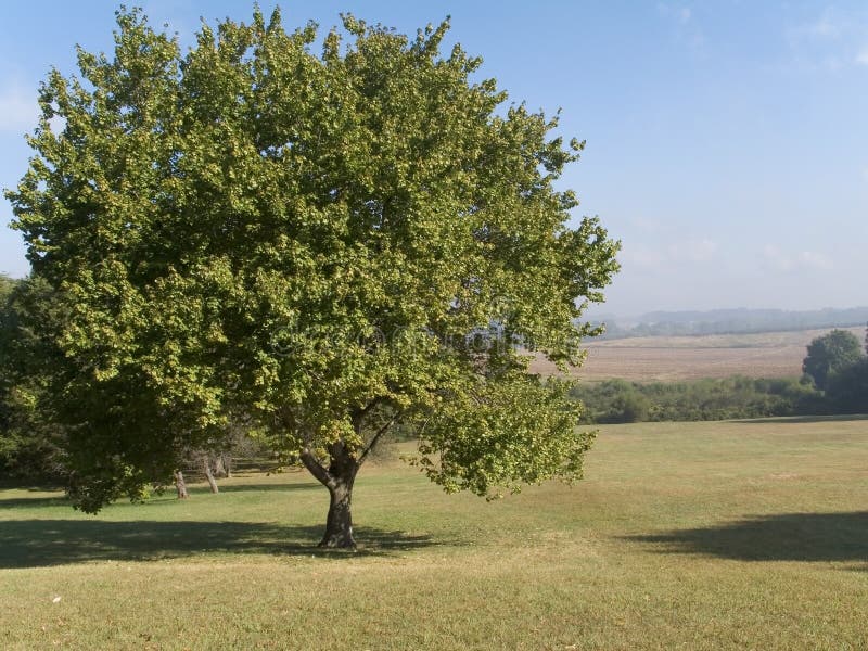 Tree in Field stock photo. Image of landscape, green, mommouth - 270410