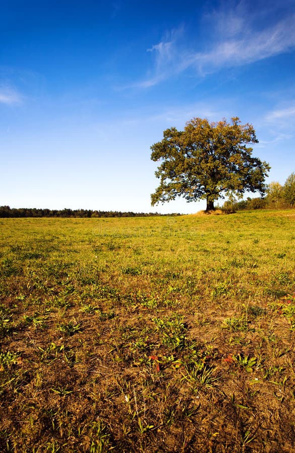 Tree in the field stock photo. Image of foliage, lone - 28480048
