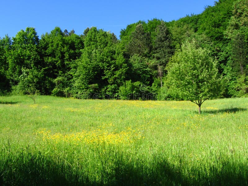 Tree In A Field Picture. Image: 4074973