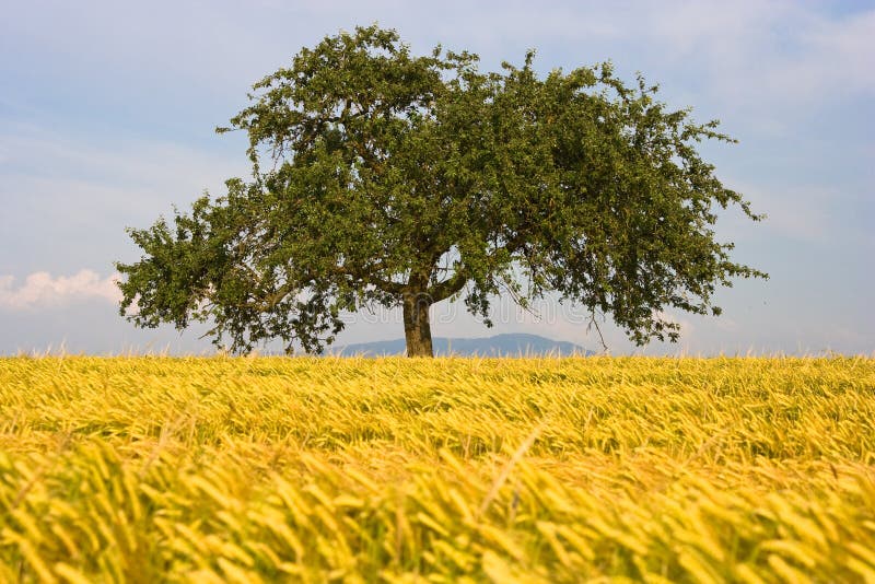 Tree in field stock photo. Image of cultivate, heavy, cereal - 4755850