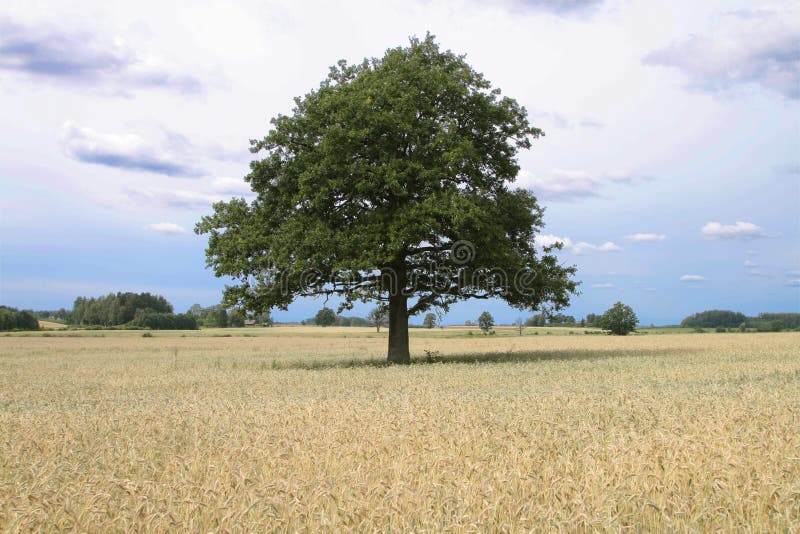 Oak Tree and Small Sapling stock photo. Image of ageing - 21816634