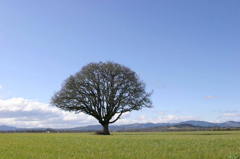 Tree in Field stock photo. Image of empty, flat, isolation - 671198