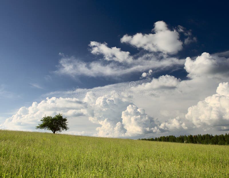 Tree on the field stock image. Image of grow, farming - 8659139