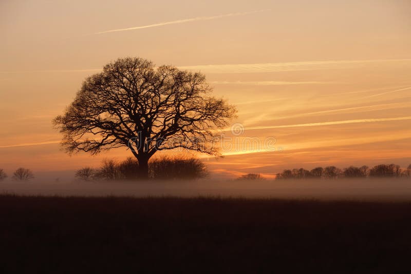 Tree and Field stock photo. Image of autumn, morning, nature - 8810516