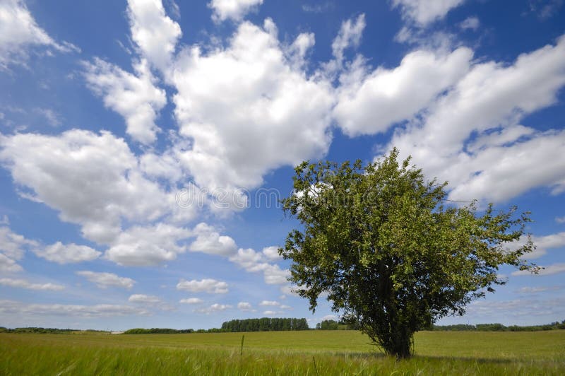 Tree on field stock photo. Image of alone, outside, agriculture - 9392968