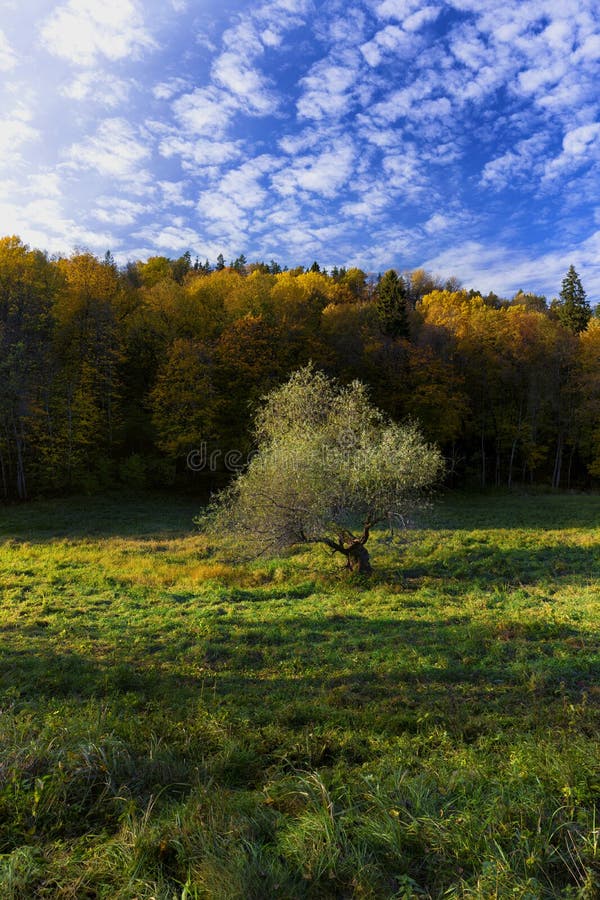Tree in a Field on a Background of Autumn Forest Stock Image - Image of ...