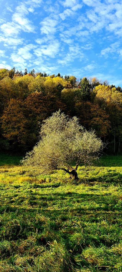 Tree in a Field on a Background of Autumn Forest Stock Image - Image of ...