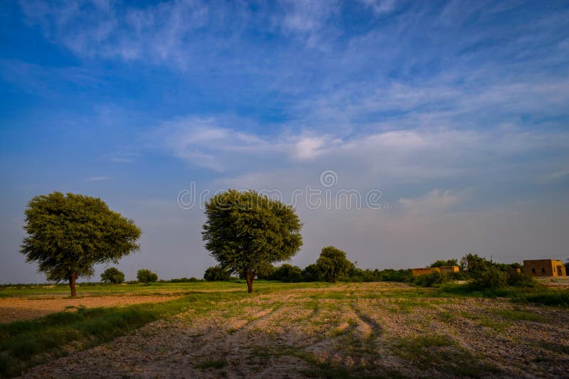 Tree in the field stock photo. Image of silhouette, sindh - 164823120