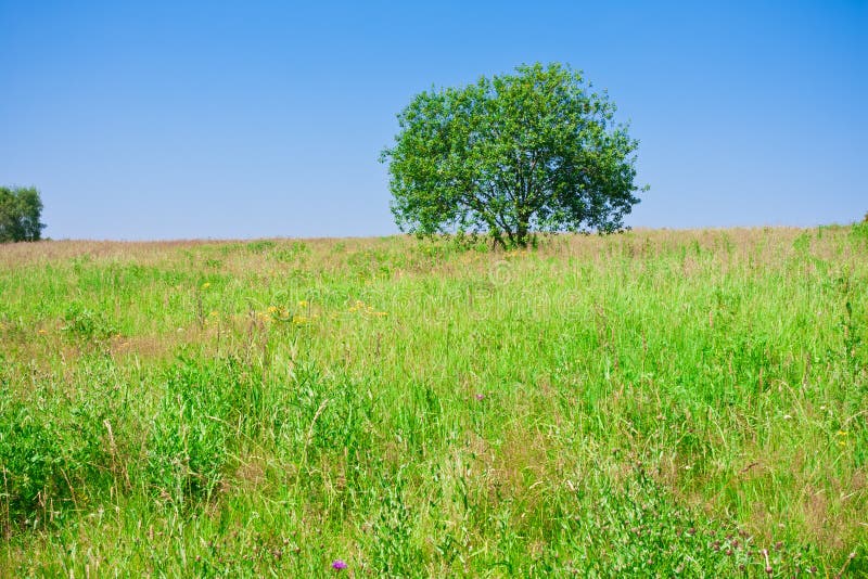 Tree and field stock image. Image of flower, meadow, horizon - 35752289