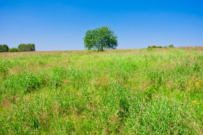 Tree and field stock photo. Image of plant, summer, rural - 36607894
