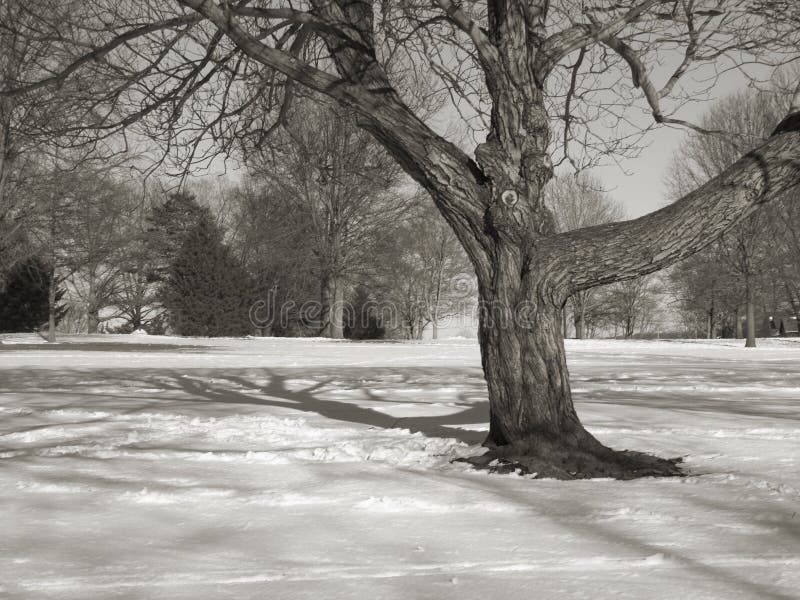 Tree and Field BW stock photo. Image of woods, forest, tree - 87270