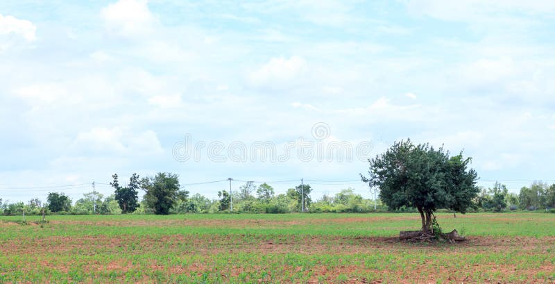 Tree on the Field and Cloud Background.in the Noon Time Stock Photo ...