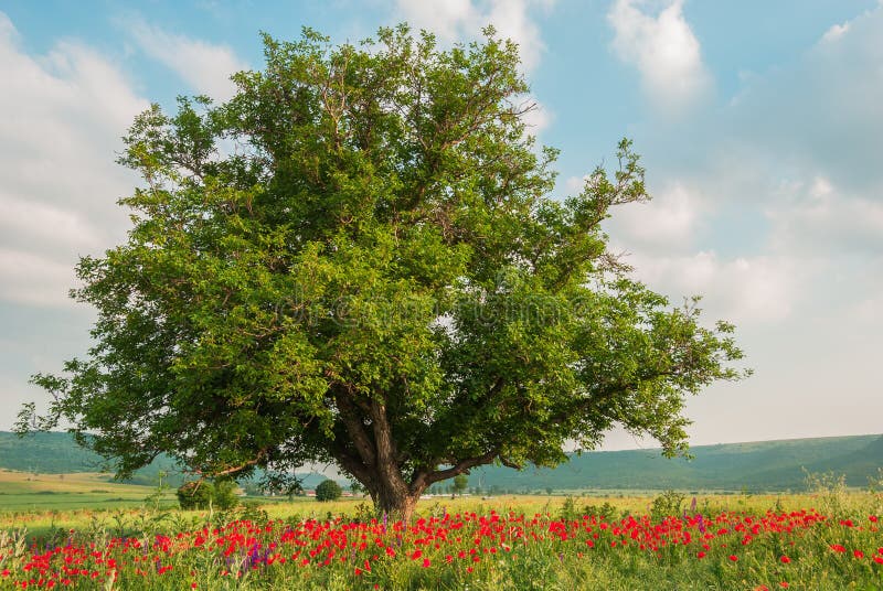 Tree in the Poppy Field and Dramatic Clouds in the Sky Stock Photo ...