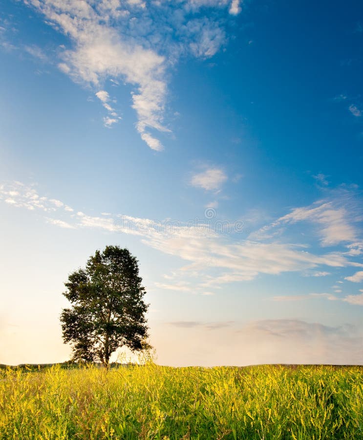 Tree in field of flowers stock photo. Image of meadow - 10108024