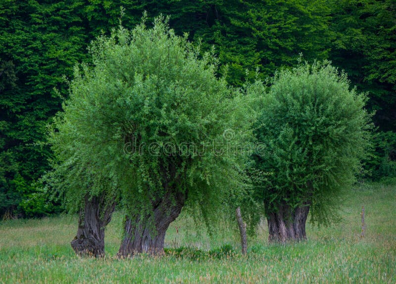 The Tree in a Field at Forest Stock Photo - Image of cloud, grass: 80669436