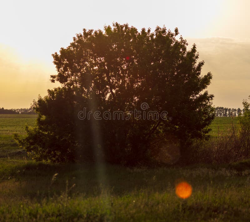 A Tree in a Field with Green Grass in the Sunset Stock Image - Image of ...