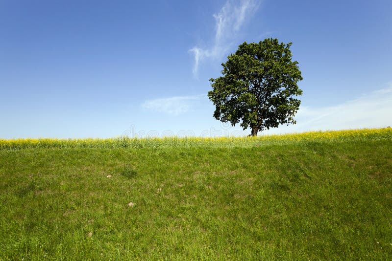Tree in the field stock image. Image of environmental - 61160875