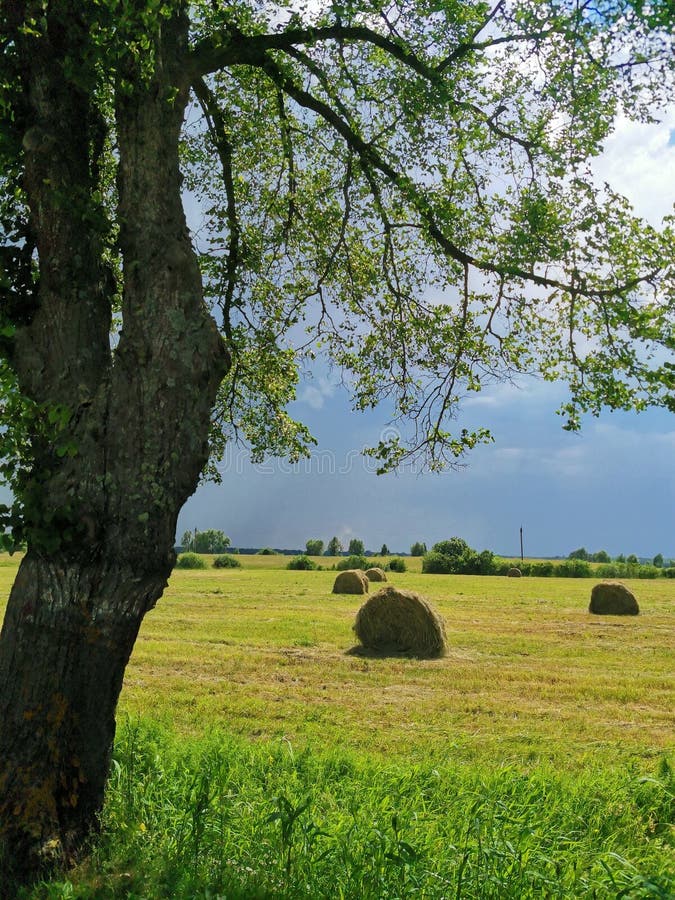 Humble Tree in a Field with Hay Stock Photo - Image of flower, plant ...