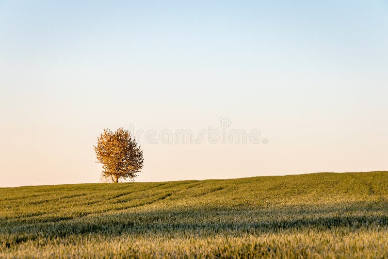 Sky, Field, Horizon, Cloud Picture. Image: 135806355