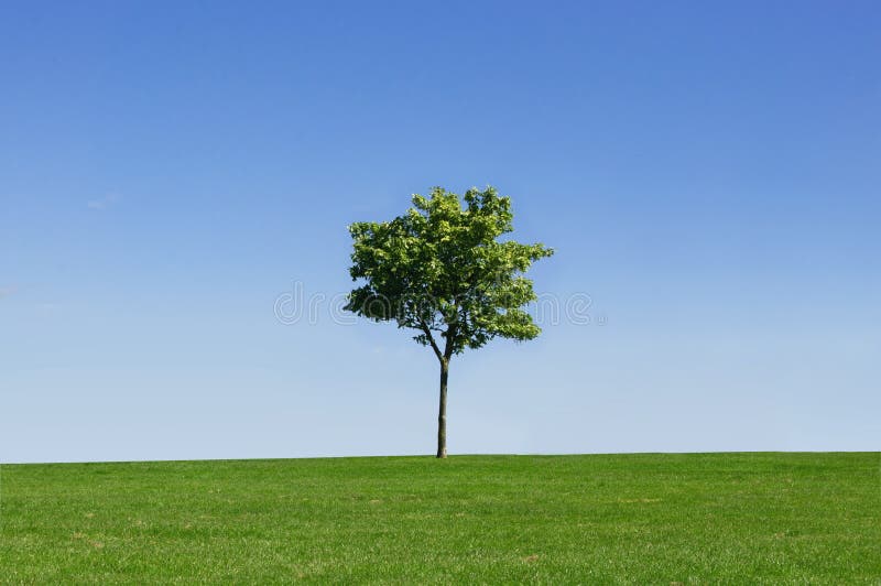 Tree in a field stock photo. Image of empty, spring, background - 41693482