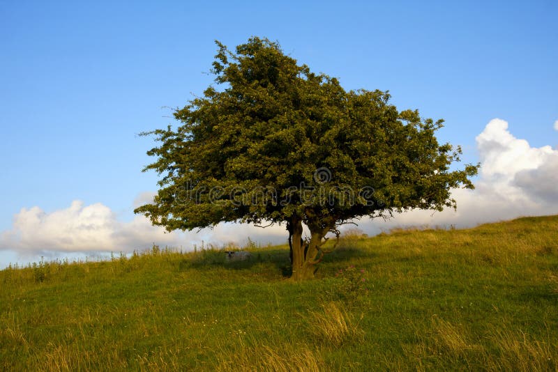 A Tree in a Field - Lancashire Stock Photo - Image of environment ...