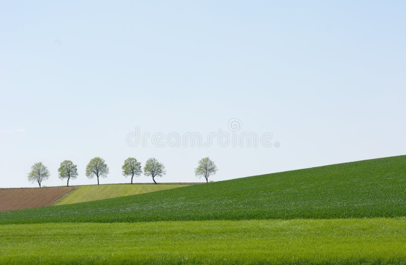 Tree field meadow forest stock image. Image of blue, season - 79247113