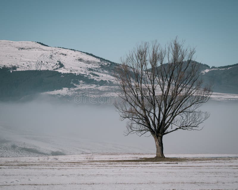 Tree on a Field and Mountain in the Distance Covered in Snow Stock ...
