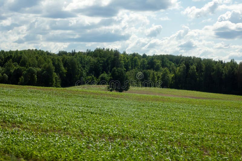Tree in Field Near Forest in Summer Stock Image - Image of season ...