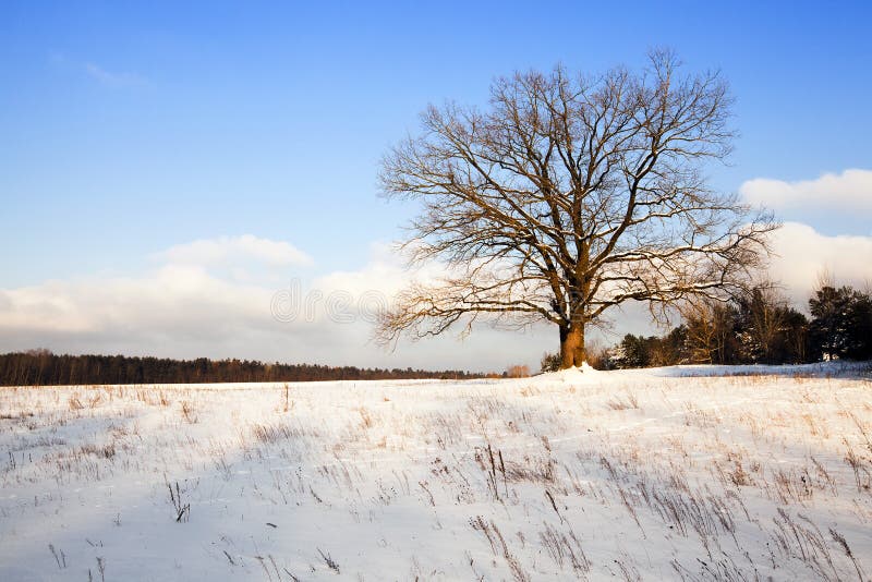 Tree in the field stock image. Image of land, dead, environment - 32017001