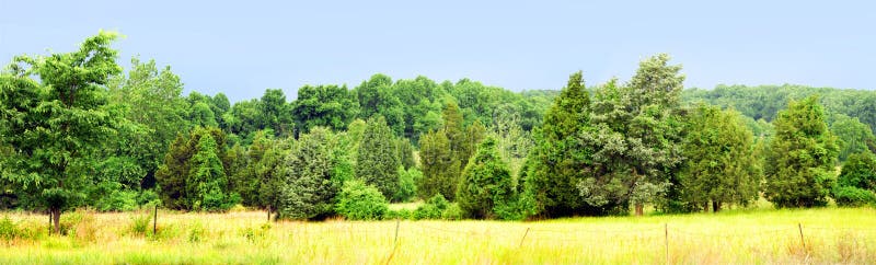 Tree and field panorama stock image. Image of plain, vista - 4982665