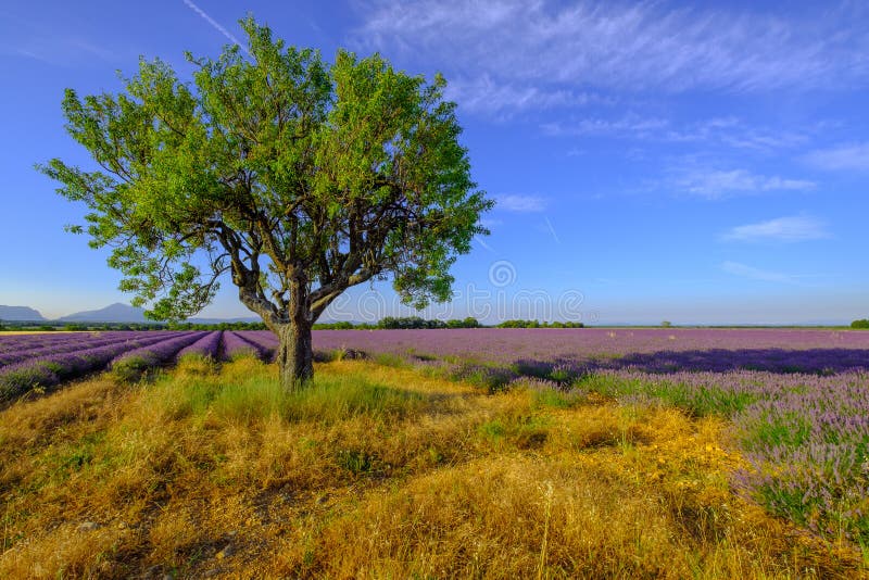 Tree in a Field at Provence Stock Photo - Image of valensole, lavande ...
