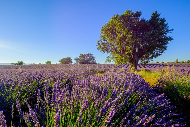 Tree in a Field at Provence Stock Photo - Image of provence, purple ...