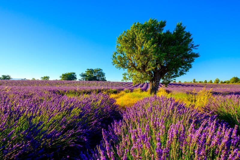 Tree in a Field at Provence Stock Photo - Image of plateau, field: 76444330