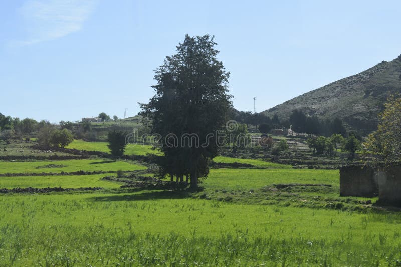 Tree in the field stock image. Image of clouds, small - 90159419