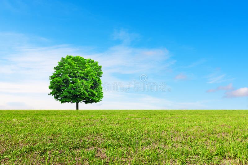 Tree, field and sky stock photo. Image of rural, natural - 117310144