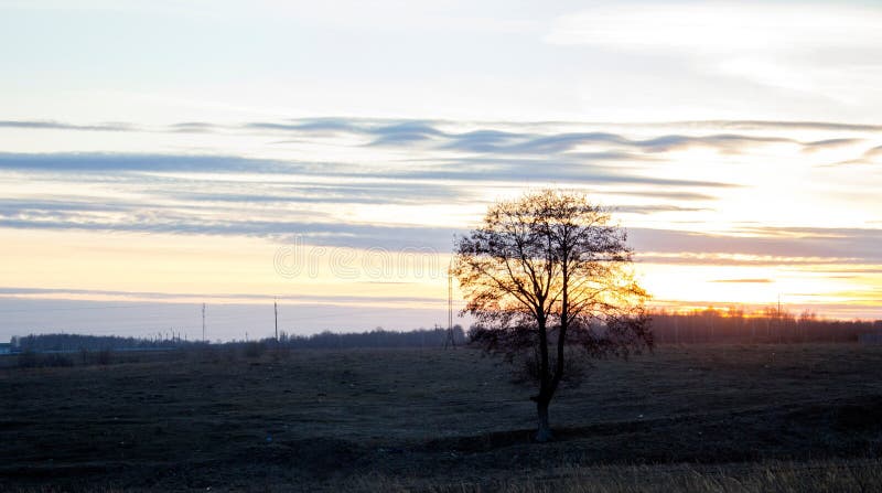 Tree on field stock image. Image of sunset, tree, field - 70031029