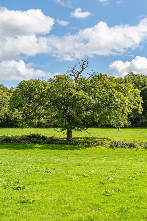 A Tree in the Countryside stock photo. Image of farm - 121338100