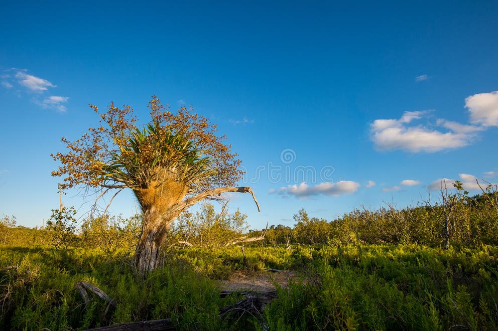 Tree in a Field on the Sunrise Stock Image - Image of rays, grass ...