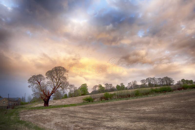 Tree and Field at Sunrise in Early Spring Stock Photo - Image of ...