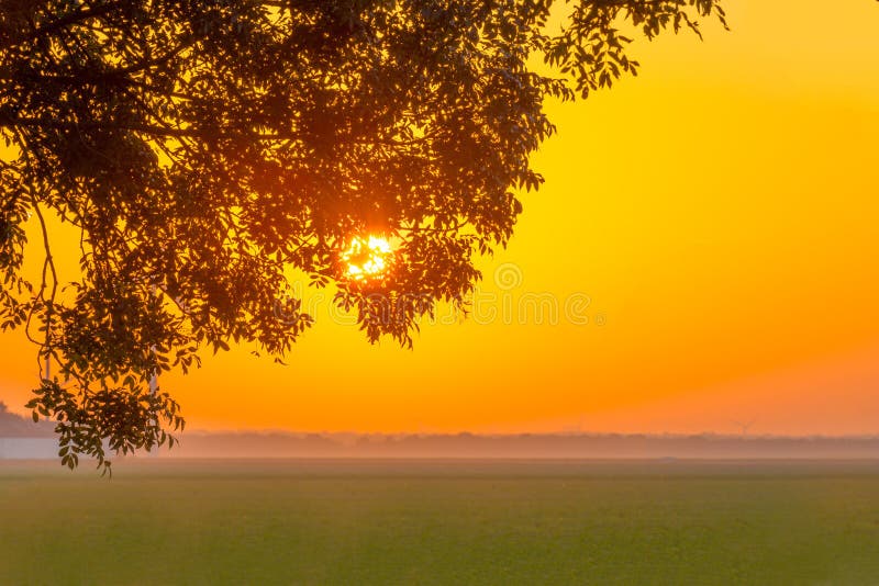 Tree in a field at sunrise stock photo. Image of netherlands - 77794938