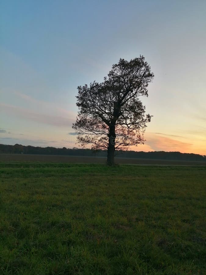 Tree in a Field at sunset stock image. Image of landscape - 179784509